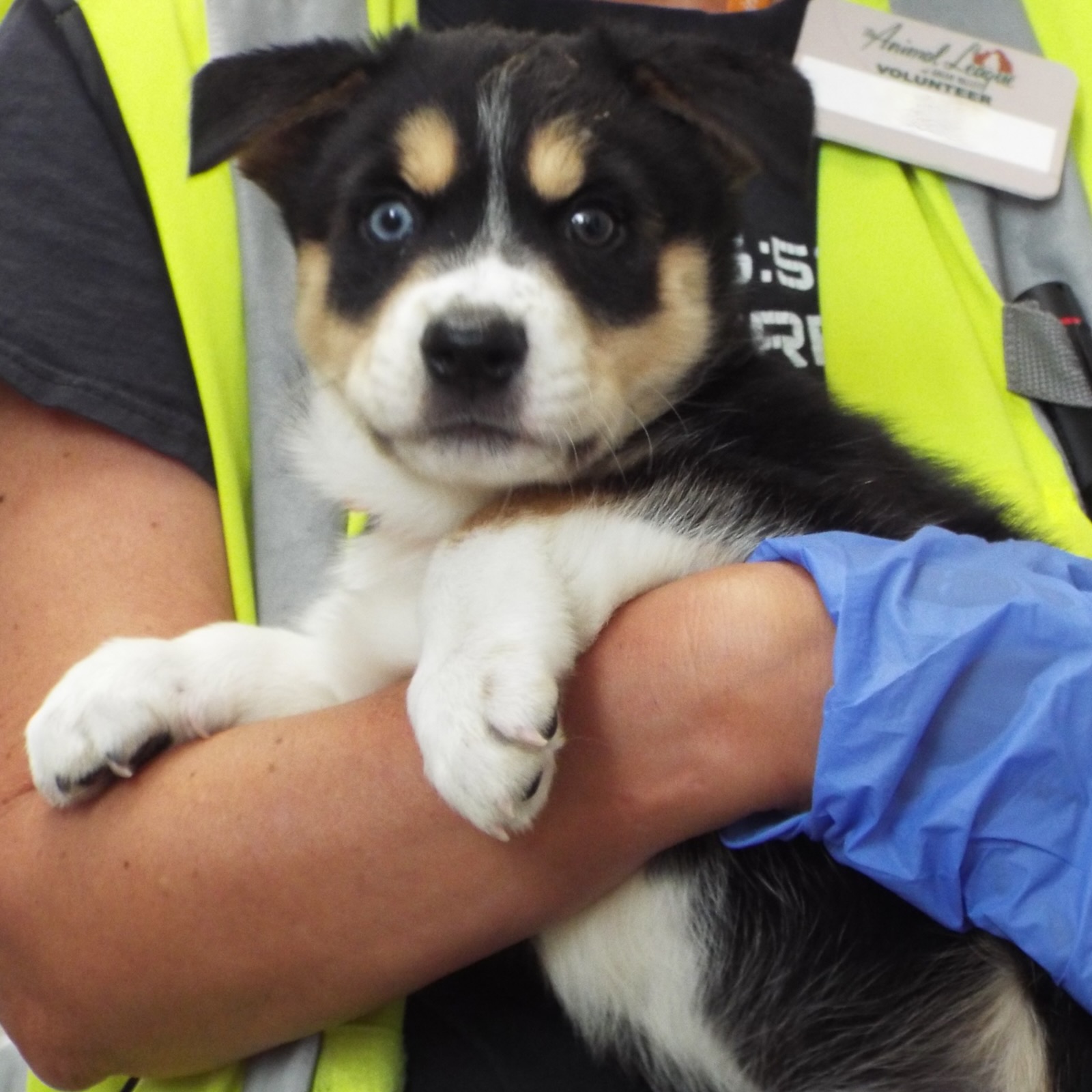 The Animal League Of Green Valley | A no kill animal shelter in ...