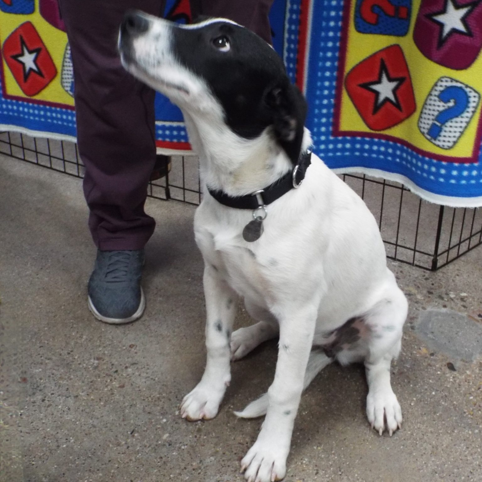 The Animal League Of Green Valley | A no kill animal shelter in ...