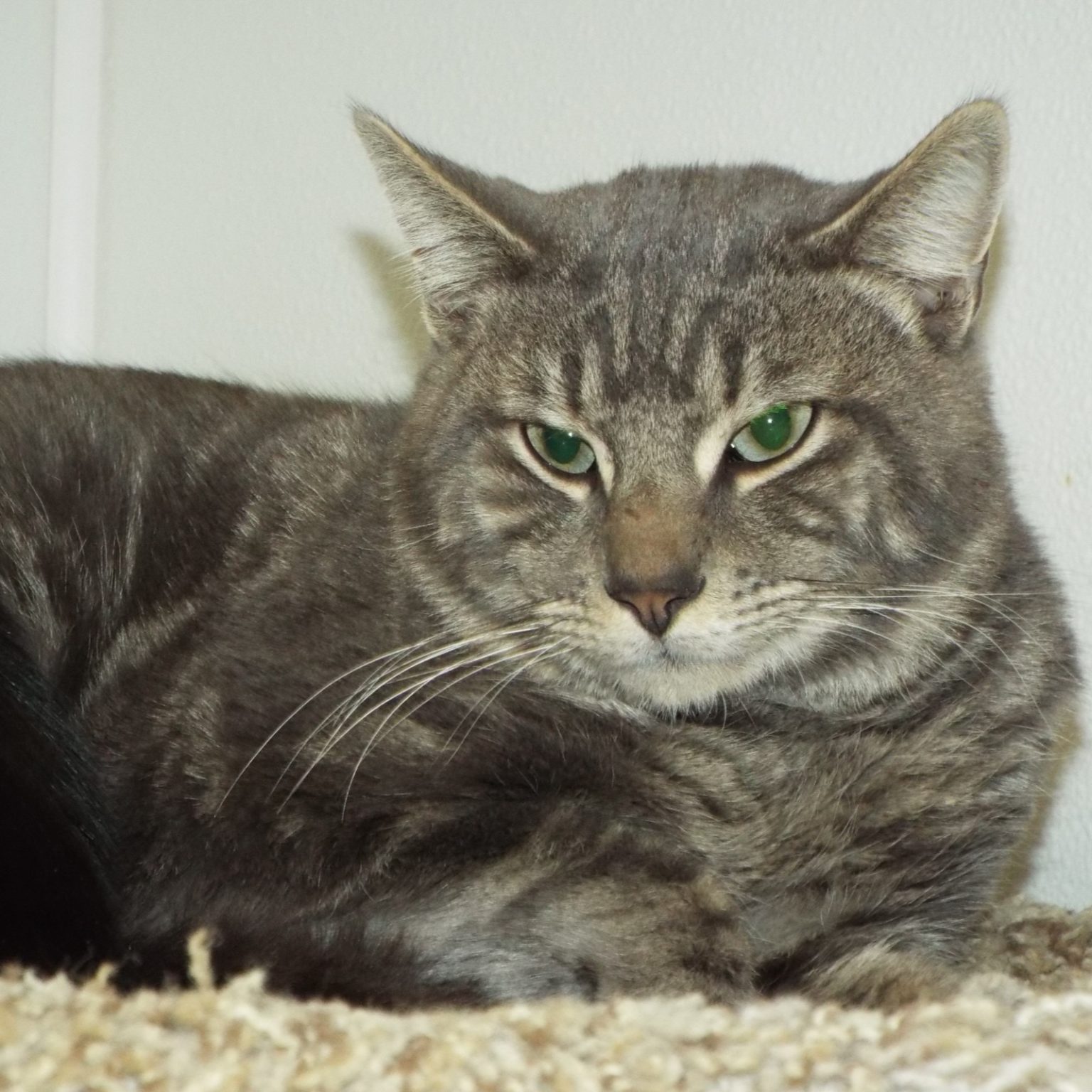 Cats | The Animal League Of Green Valley