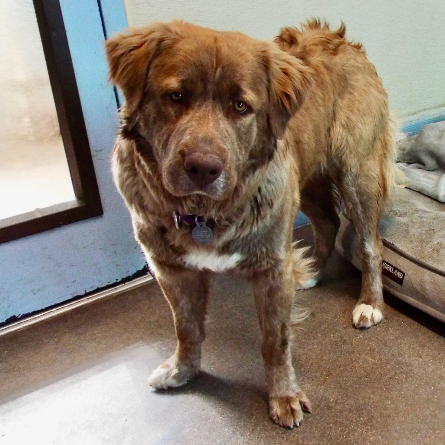 Dogs | The Animal League Of Green Valley