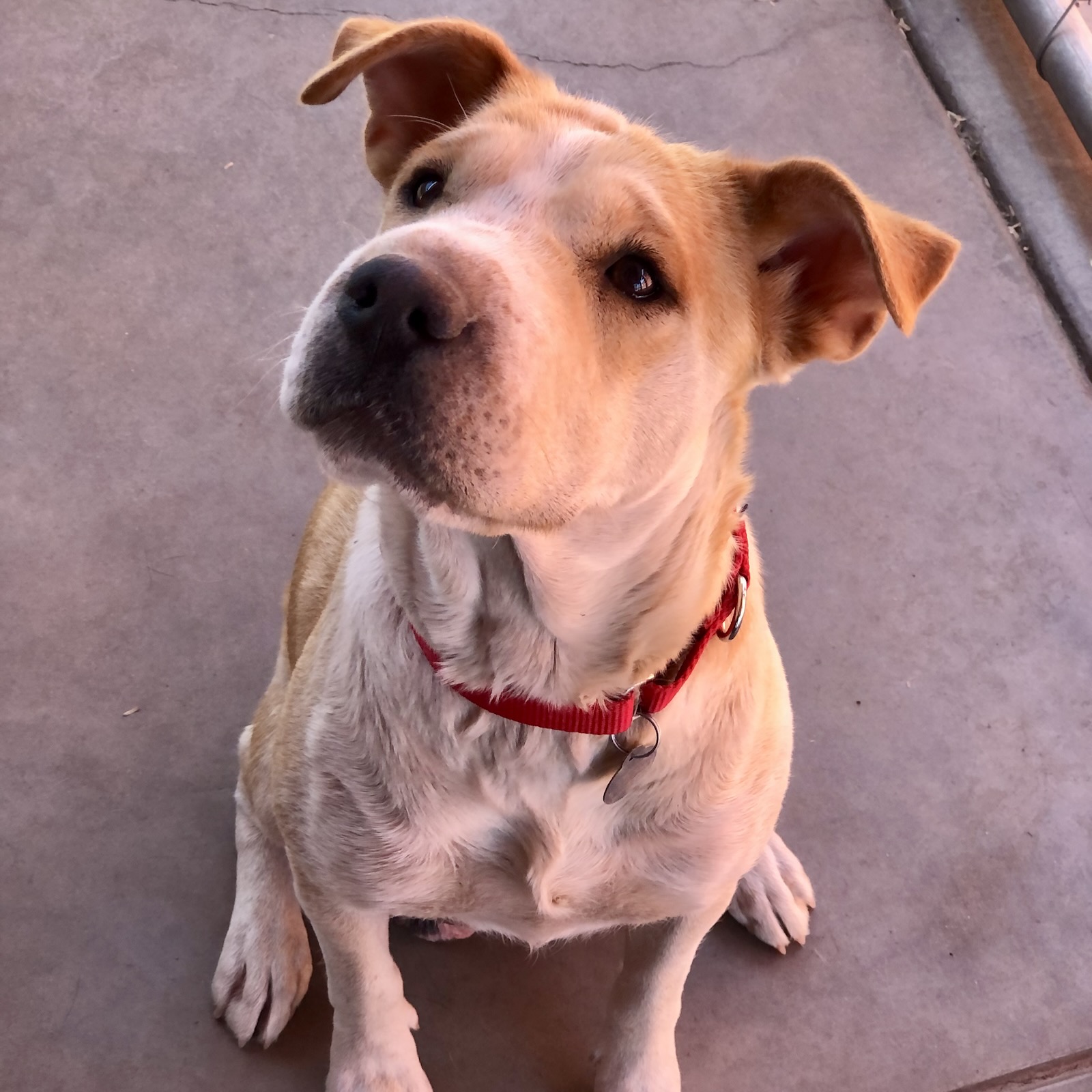 Dogs | The Animal League Of Green Valley