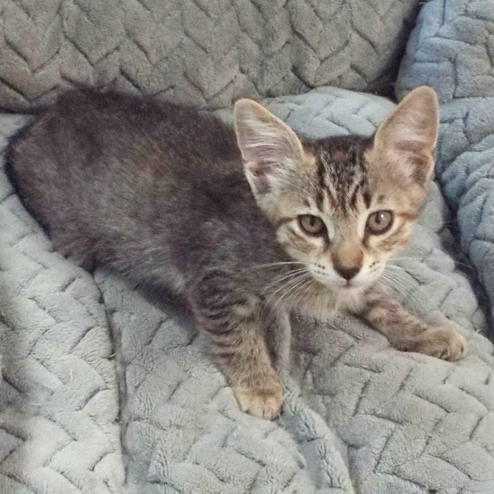 Adoptions | The Animal League Of Green Valley