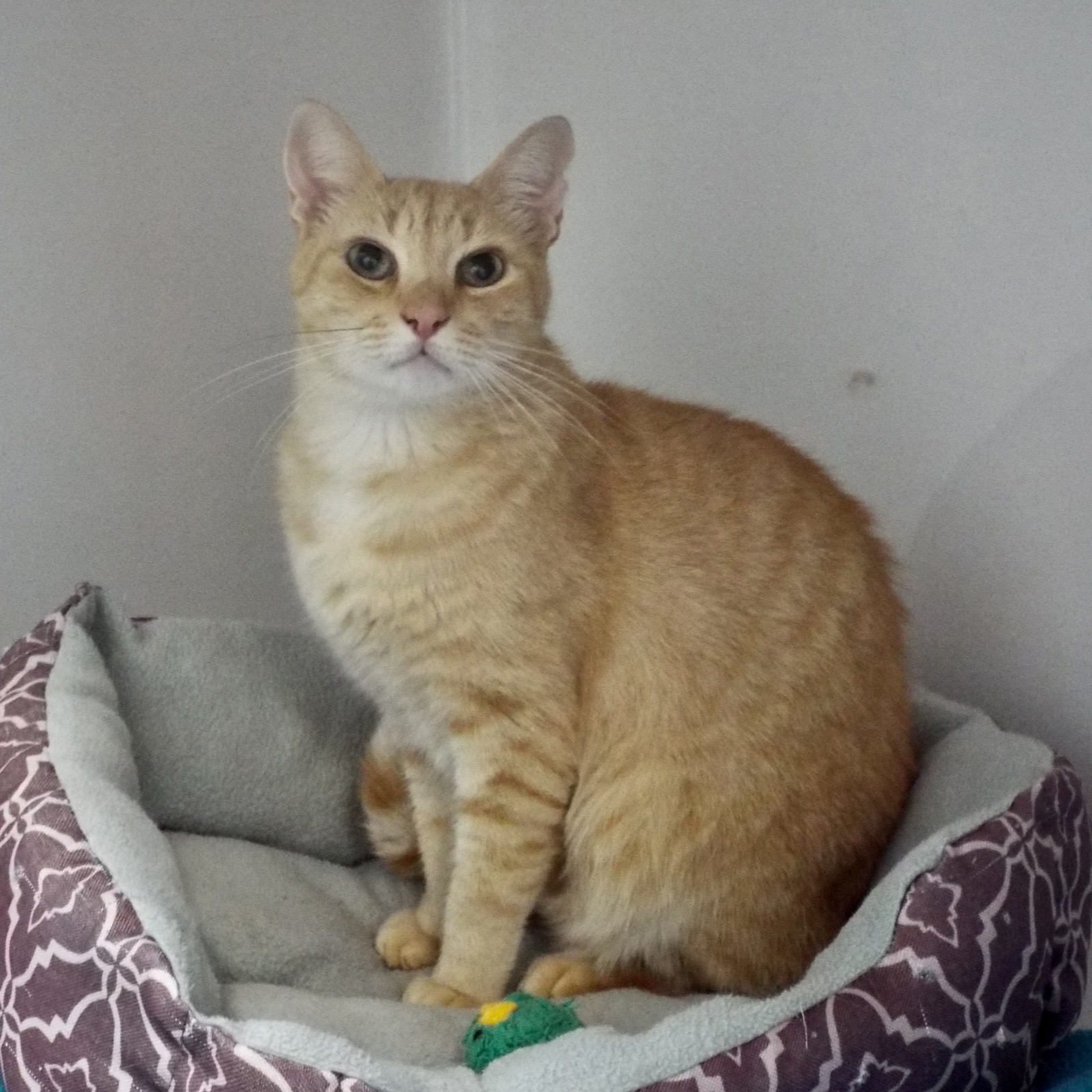 Cats | The Animal League Of Green Valley