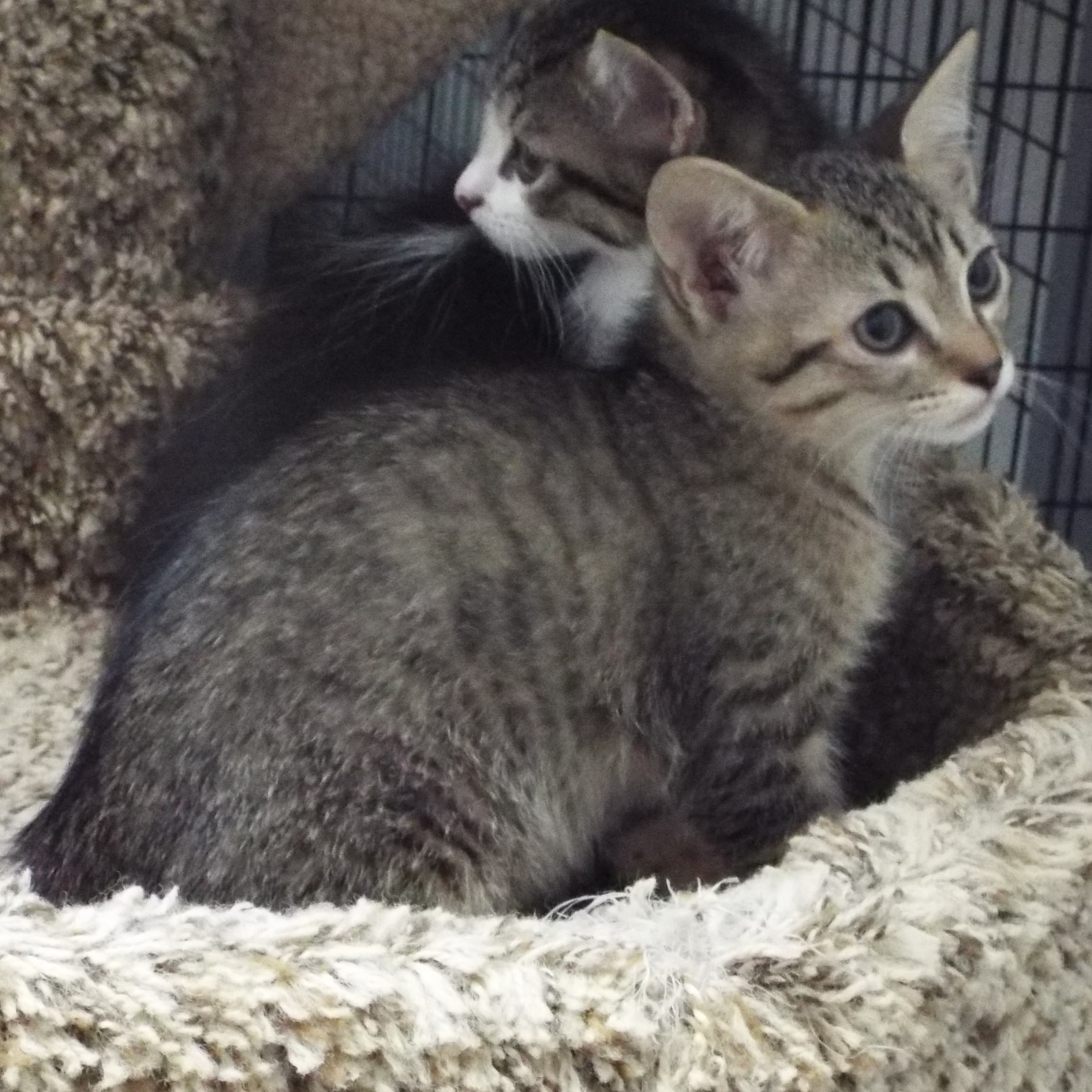 Cats | The Animal League Of Green Valley | Page 2