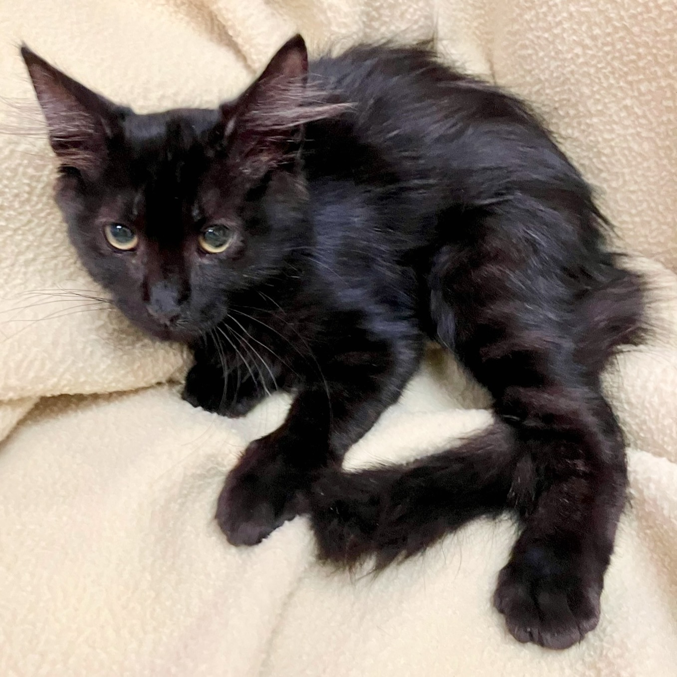 Cats | The Animal League Of Green Valley