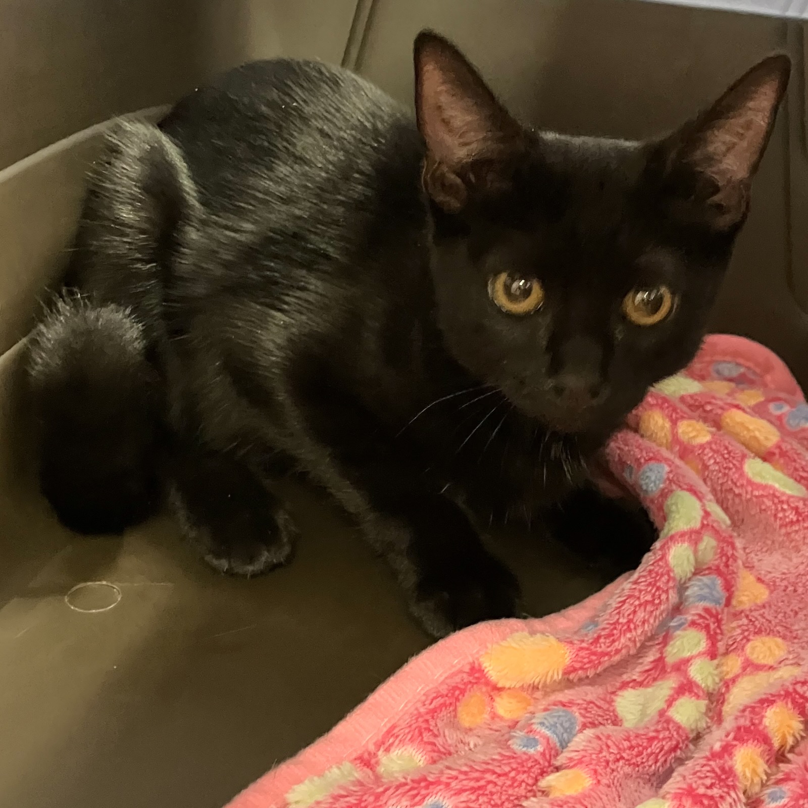 Cats | The Animal League Of Green Valley