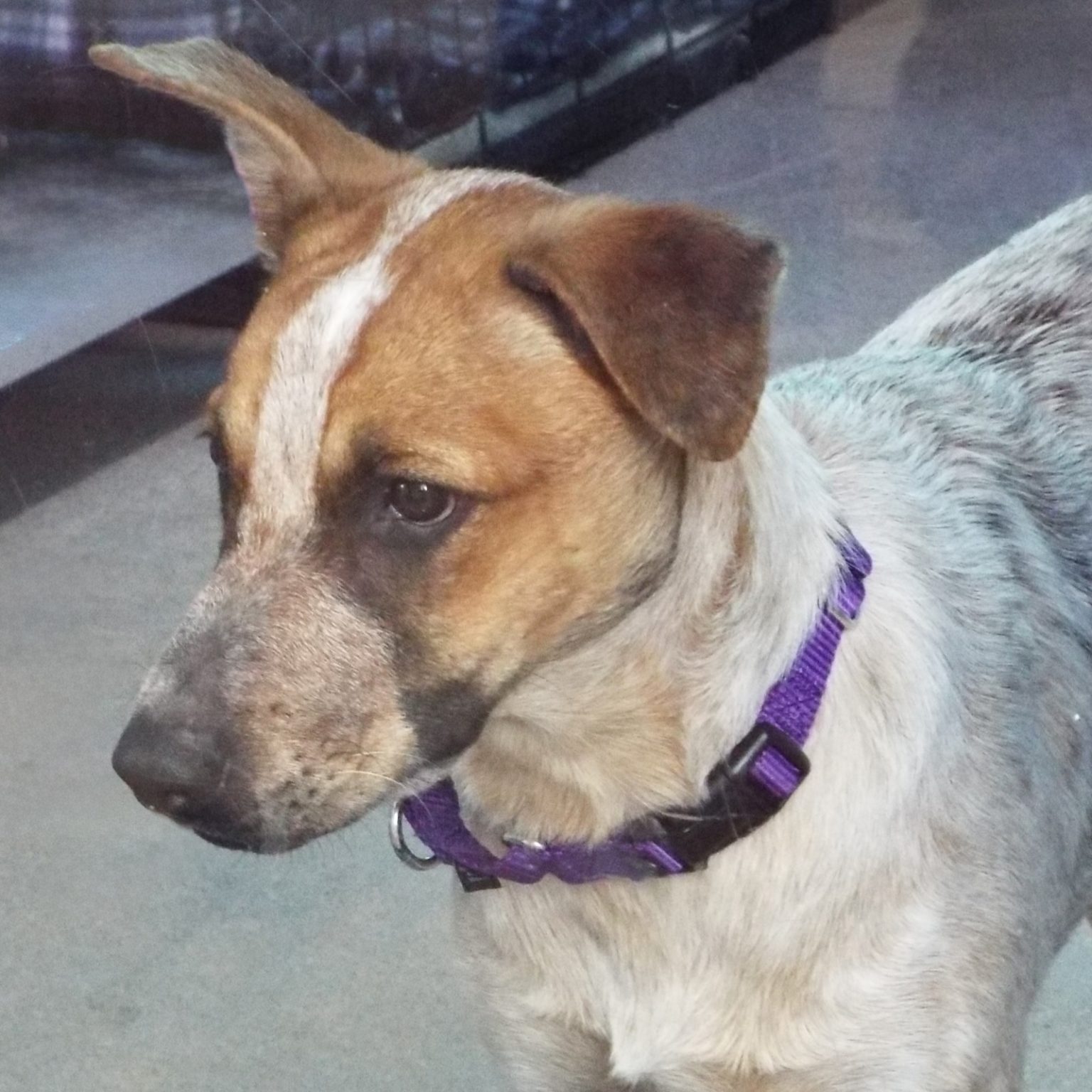 Dogs | The Animal League Of Green Valley