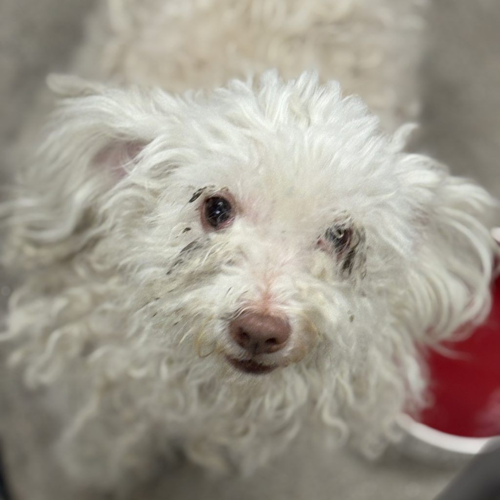 Yodee | The Animal League Of Green Valley