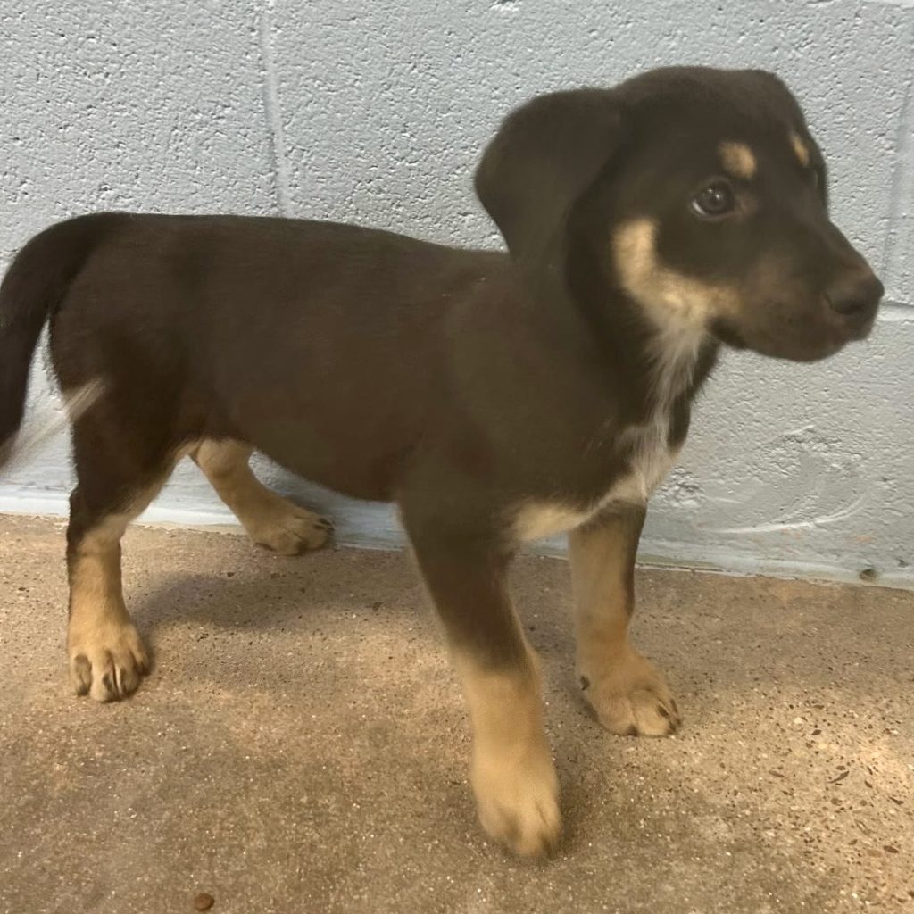 Yodee | The Animal League Of Green Valley